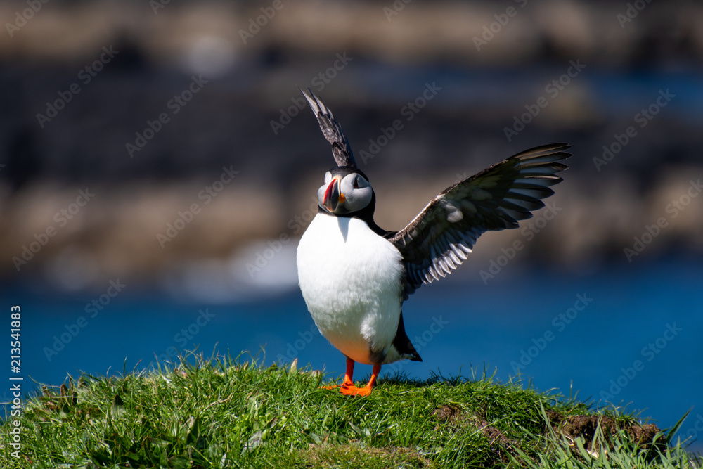 colourful Puffin/Puffins at the coast of Treshnish Isles, standing on a ...