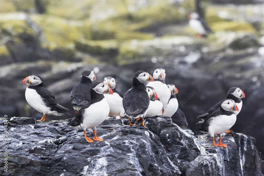 Puffins in all round defence mode during the breeding season in ...