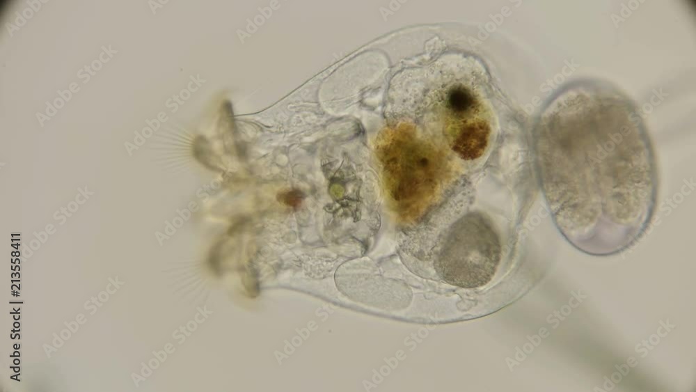 brachionus plicatilis rotifer, how it feeds and how microorganisms get ...