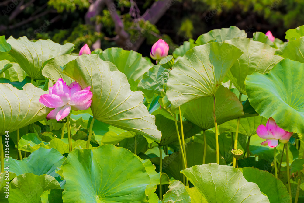 Lotus Flower.The back is the lotus leaf and lotus flower and tree ...