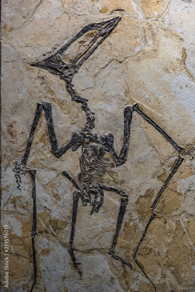 Dinosaur fossil in rock Stock Photo | Adobe Stock