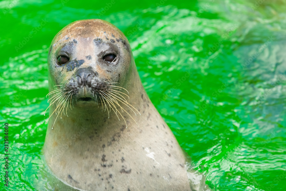 The earless seals or true seals are marine mammals of the family ...