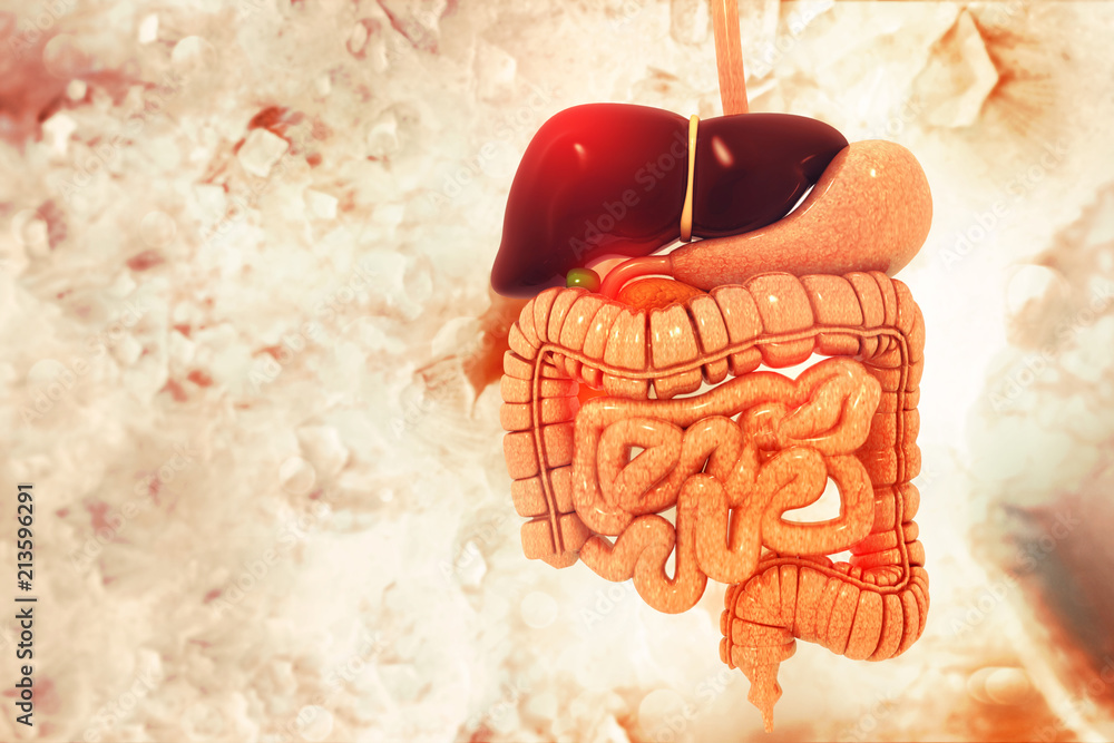 Human digestive system on scientific background Stock Illustration ...