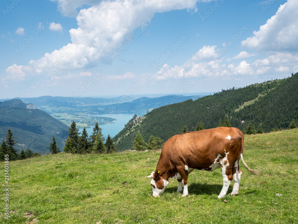 Kuh auf einer Alm Stock Photo | Adobe Stock