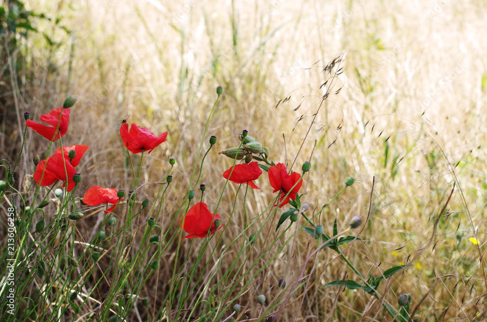 Mohnblumenfeld Stock-Foto | Adobe Stock