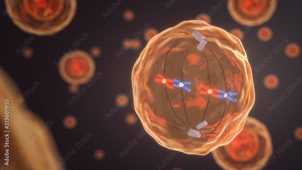 Metaphase 1 Stock Illustration | Adobe Stock