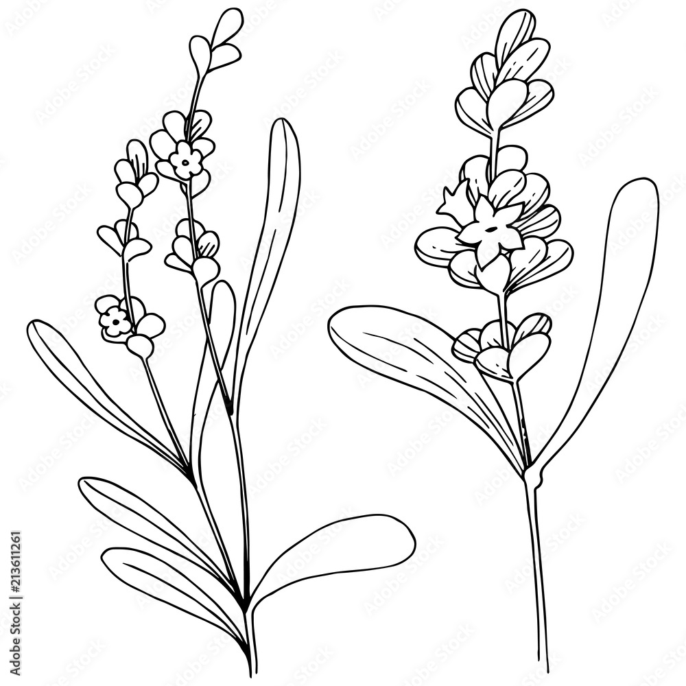 Lavender flower in a style isolated. Full name of the plant: lavender ...