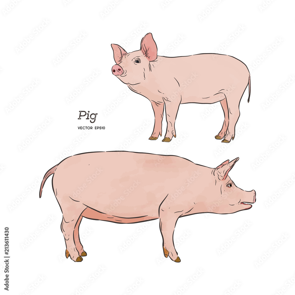 Vector illustration of pig in graphic style, hand drawing illustration ...