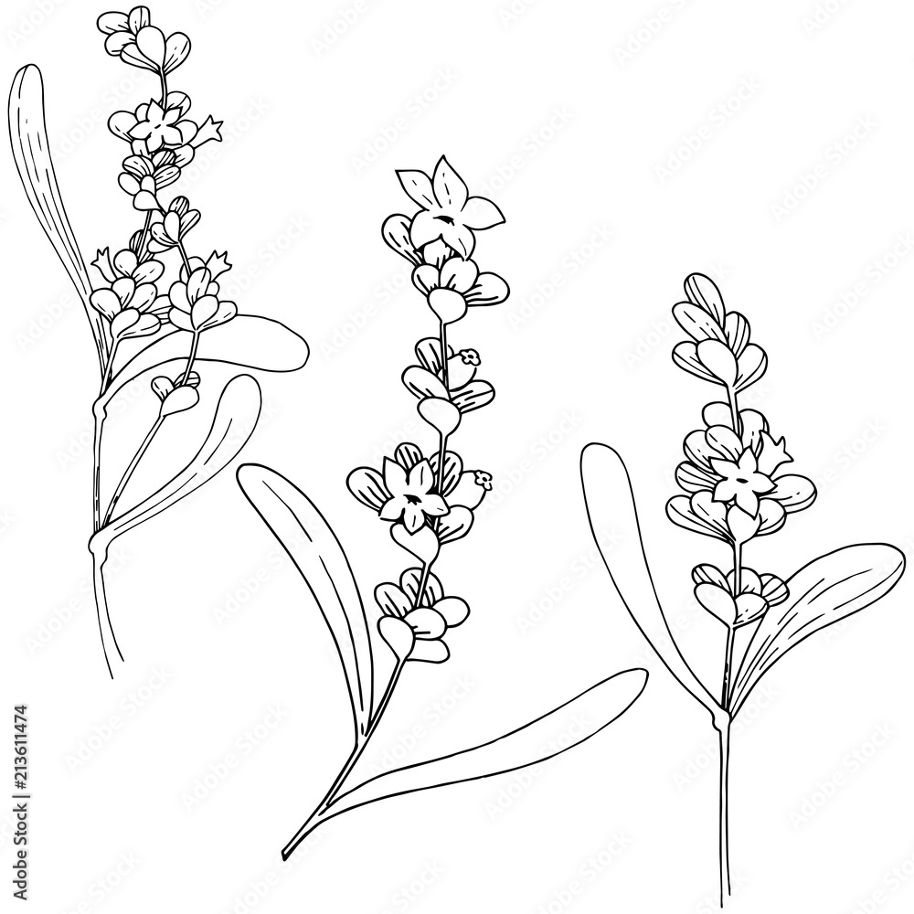 Lavender flower in a style isolated. Full name of the plant: lavender ...