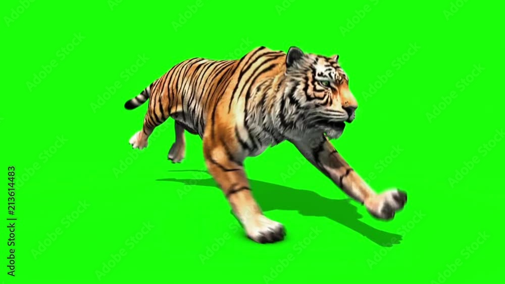 Tiger Run Animals Loop Close up Green Screen 3D Rendering Animation ...