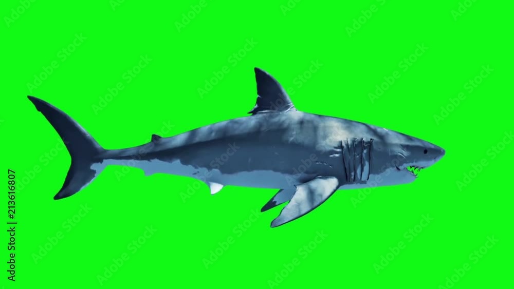 White Shark Attack Loop Side Green Screen 3D Rendering Animation Stock ...