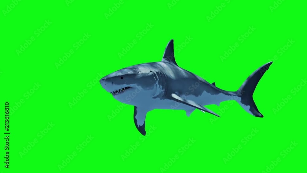 White Shark Swim Fast Green Screen 3D Rendering Animation Stock Video ...