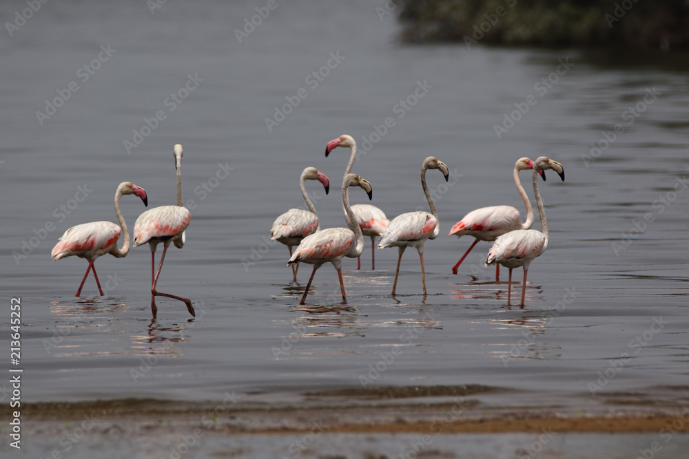 Greater Flamingos are local migrants in Pakistan. They love to breed ...
