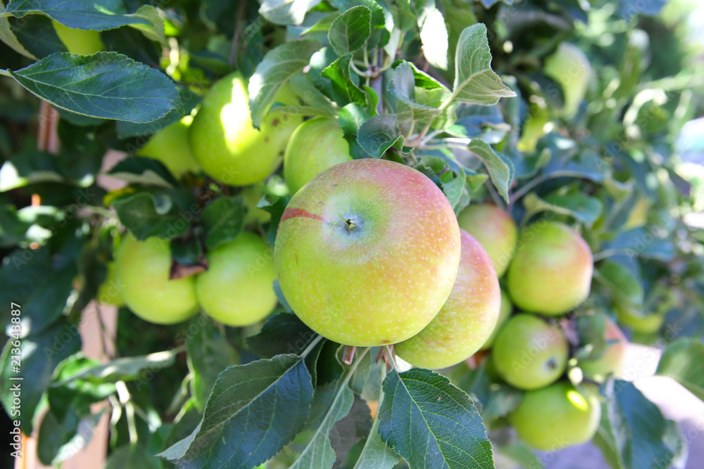 Äpfel Apfelbaum Baum Obst Stock Photo | Adobe Stock
