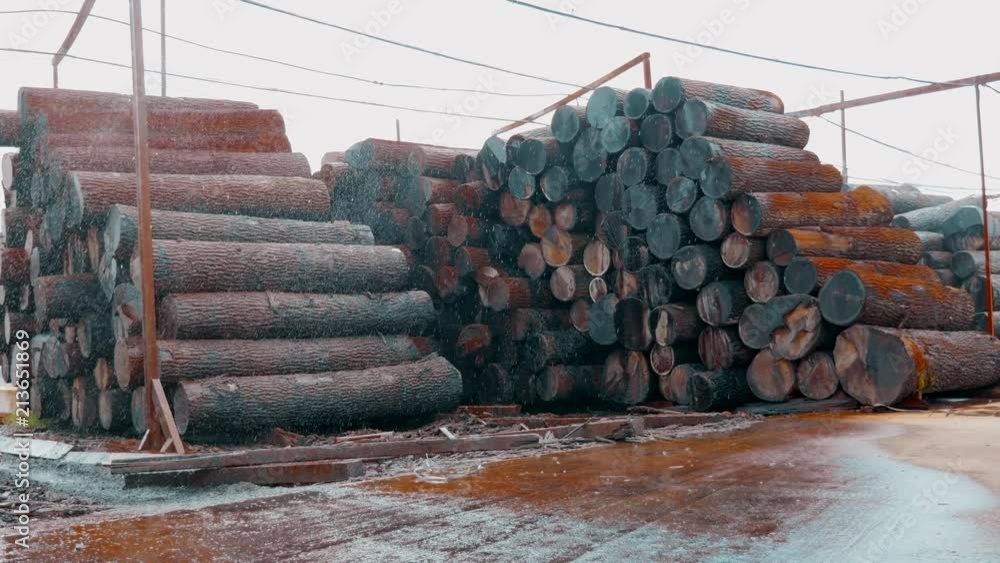 Lots of logs. Logging of wooden logs. The cut down trees lie in a heap ...