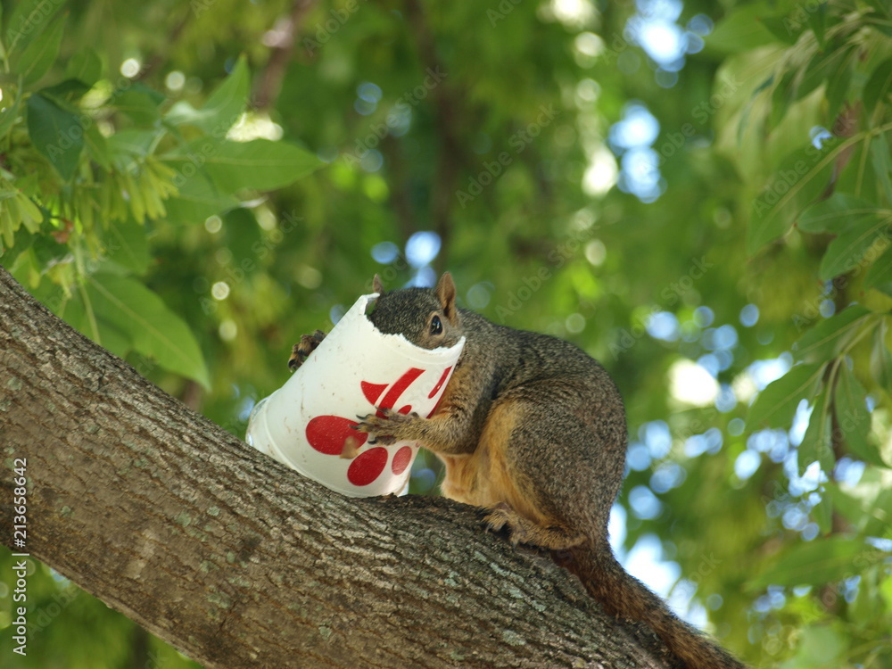Squirrel learns how to use styrofoam wisely. Stock Photo | Adobe Stock