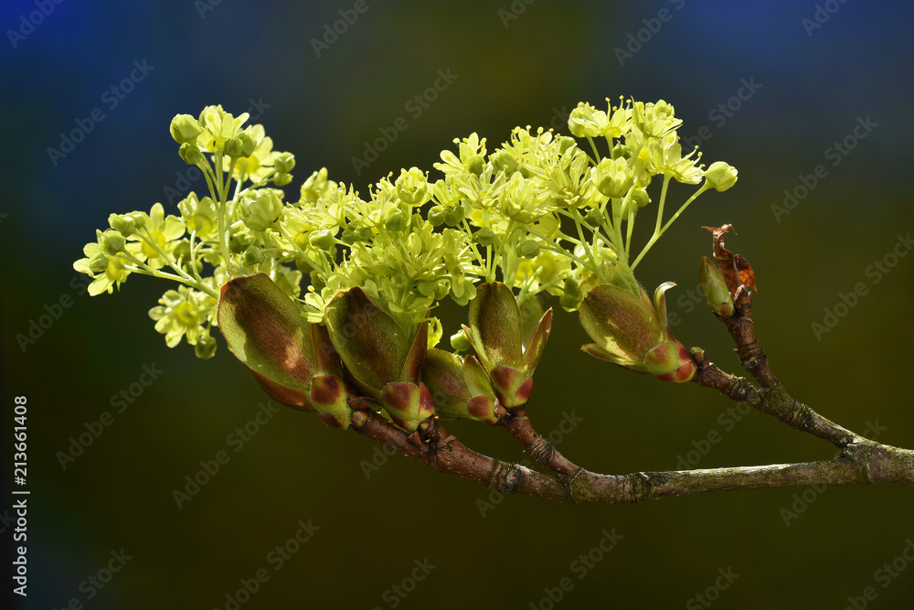 Ahorn; Spitzahorn; Acer platanoides; European maple; Stock Photo ...
