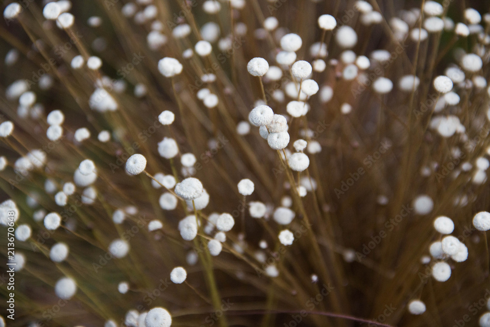 capim do cerrado Stock Photo | Adobe Stock
