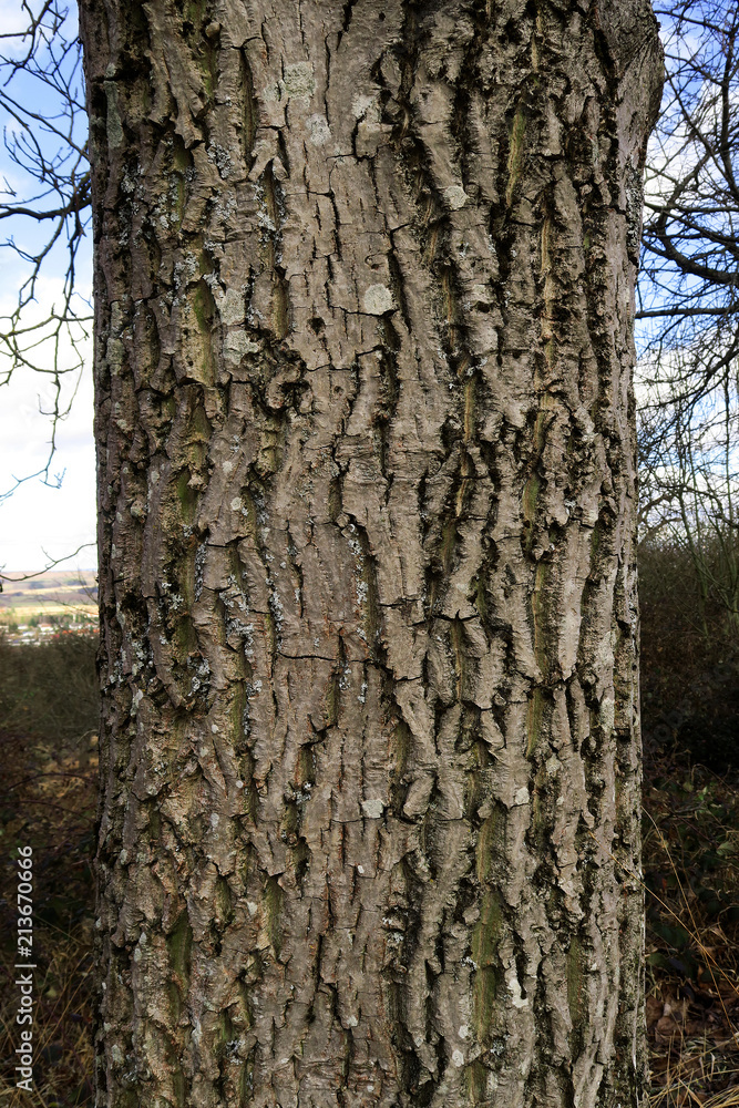 Walnussbaum; Juglans regia; Walnuss; Borke; Rinde; Stock Photo | Adobe ...