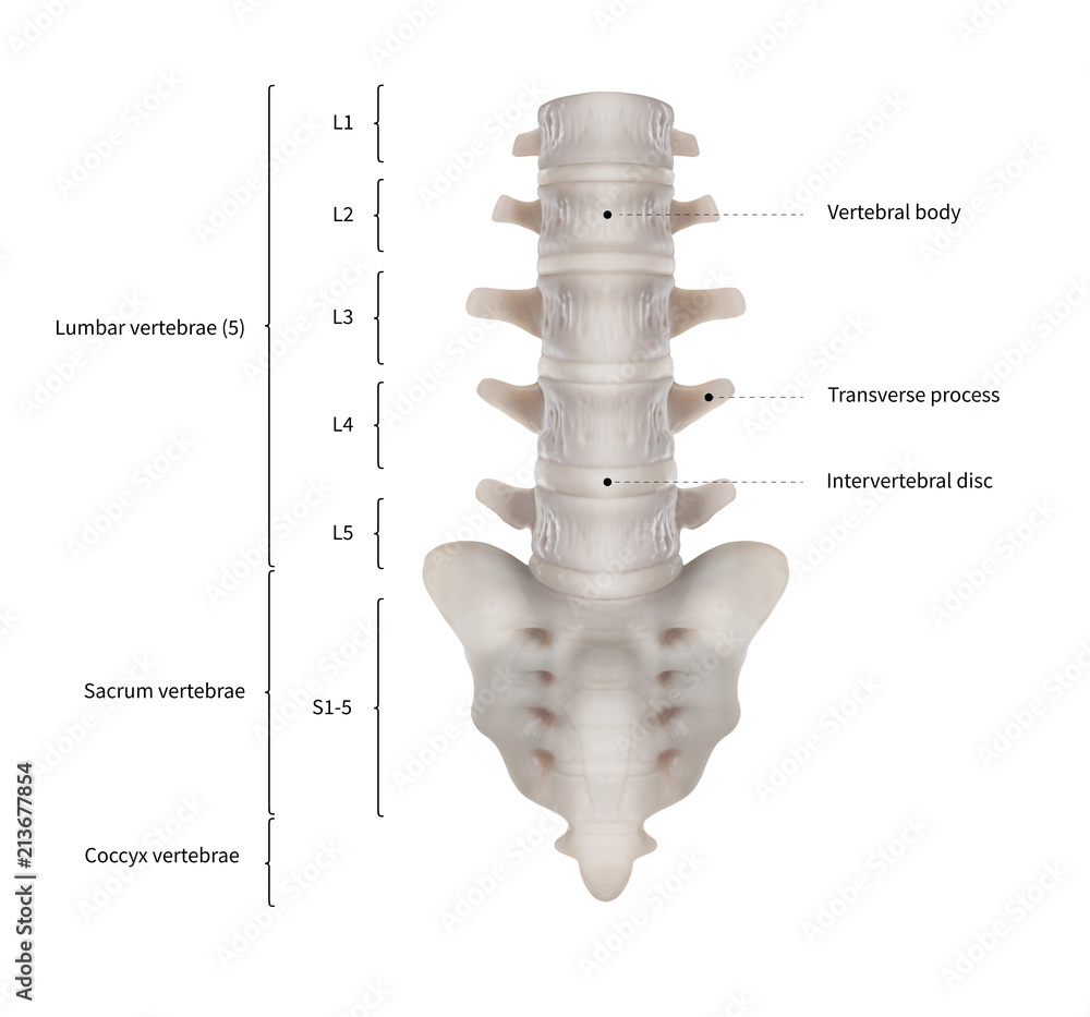 Plakát Infographic diagram of human lumbar vertebrae with sacrum or ...