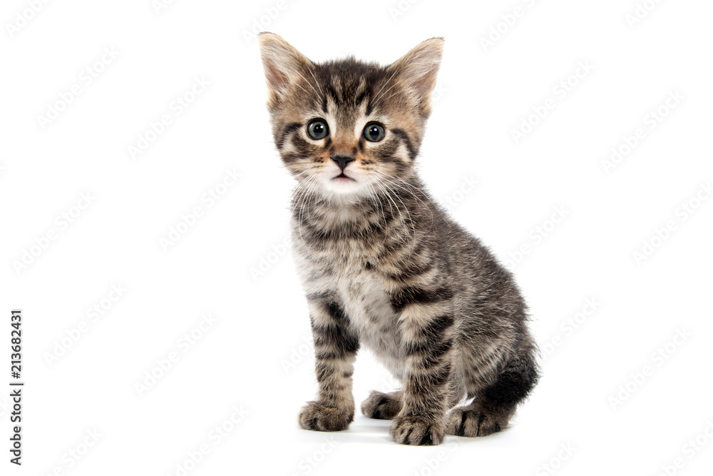 Cute tabby kitten on white Stock Photo | Adobe Stock