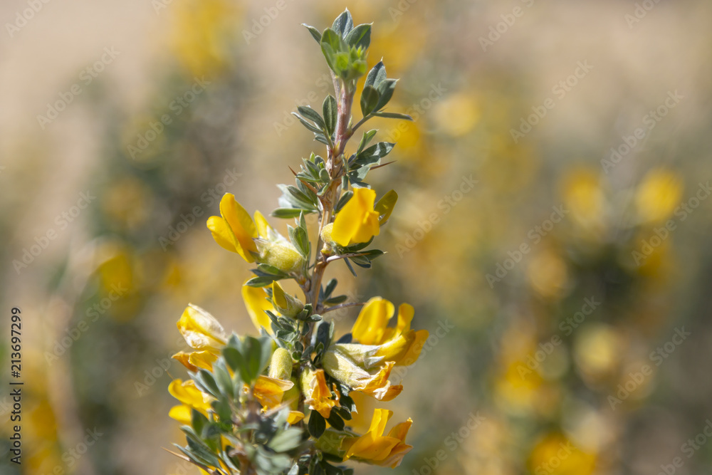 Siberian pea shrub (Caragana arborescens) in Kiin-Kerysh (Valley of ...