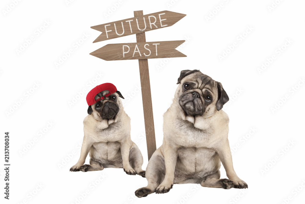 pug puppy dog and aged animal sitting next to signpost with text past ...