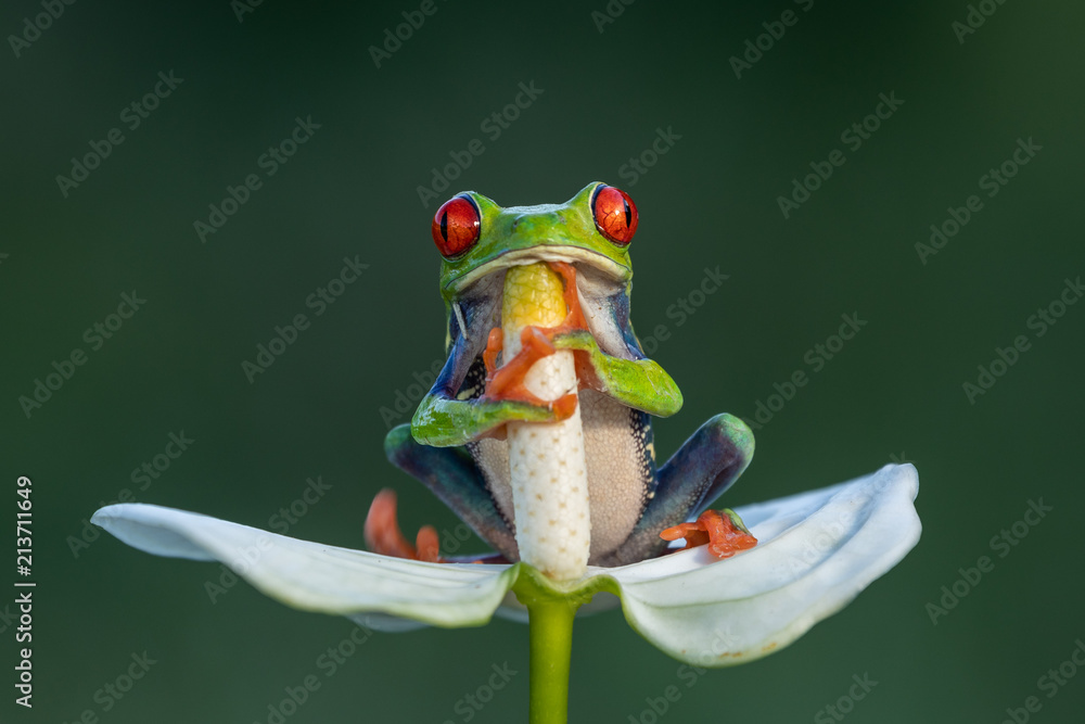 The cutest frog in the world. Red eyed tree frog. Amazing, lovely ...