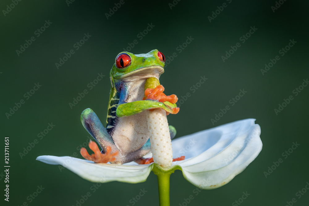 The cutest frog in the world. Red eyed tree frog. Amazing, lovely ...