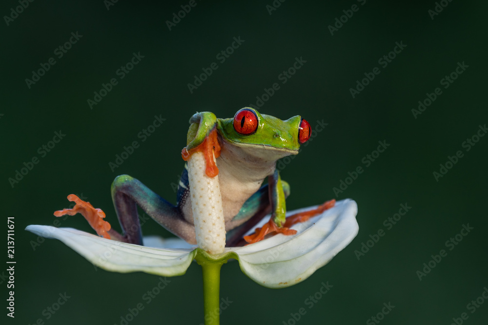 The cutest frog in the world. Red eyed tree frog. Amazing, lovely ...