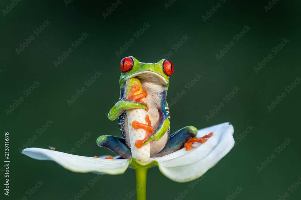 The cutest frog in the world. Red eyed tree frog. Amazing, lovely ...