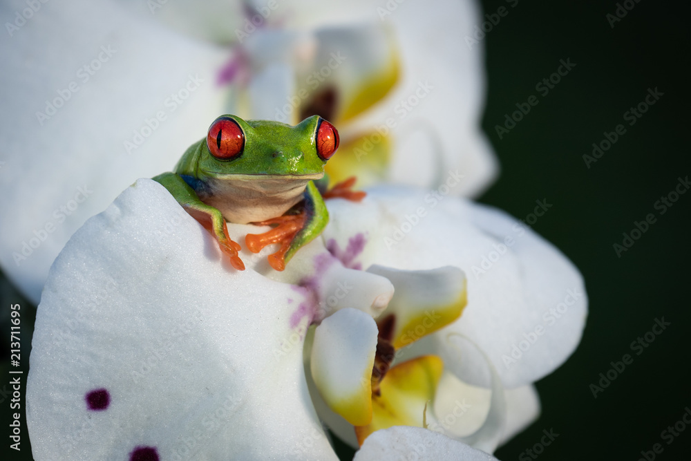 The cutest frog in the world. Red eyed tree frog. Amazing, lovely ...
