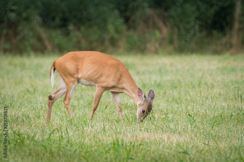 White Tailed Deer Eating Grass