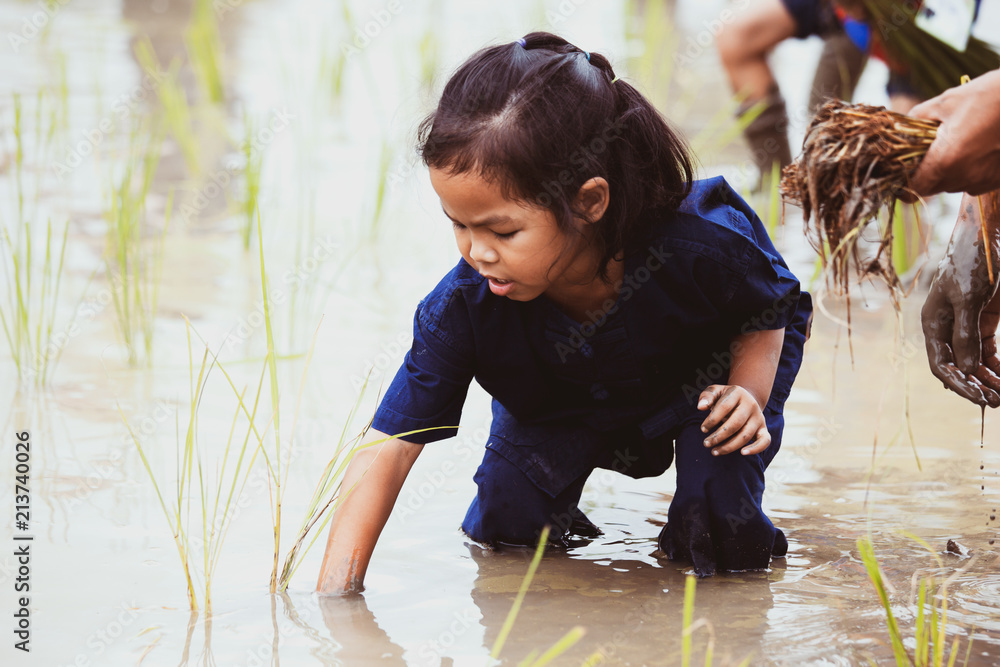 Cute asian child girl learning to plant rice in the rice field with fun ...