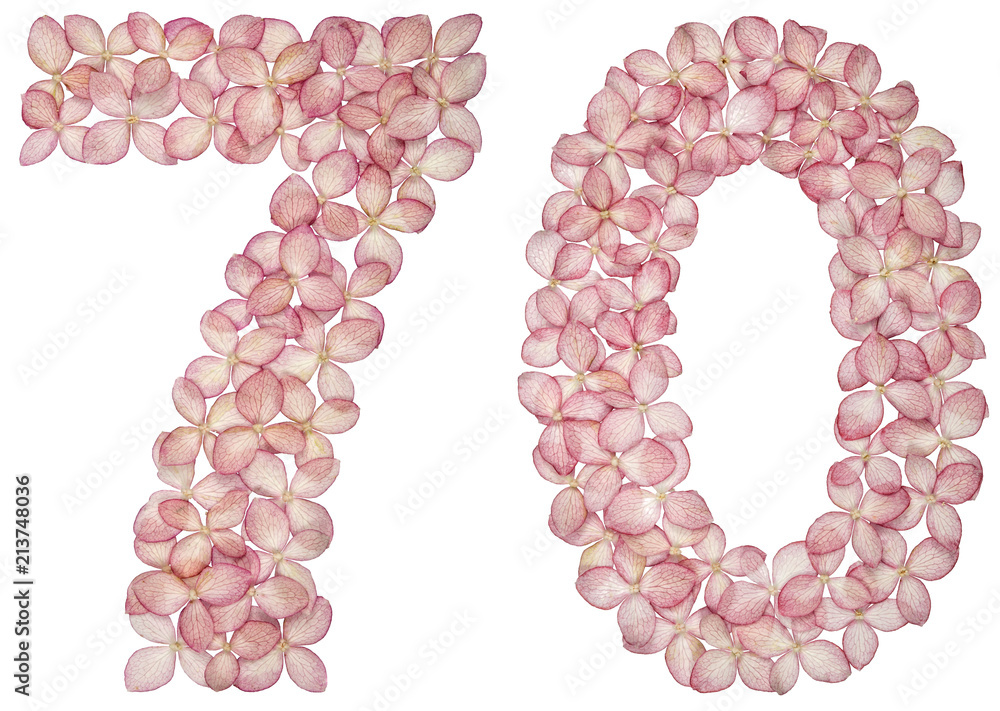 Arabic numeral 70, seventy, from flowers of hydrangea, isolated on ...