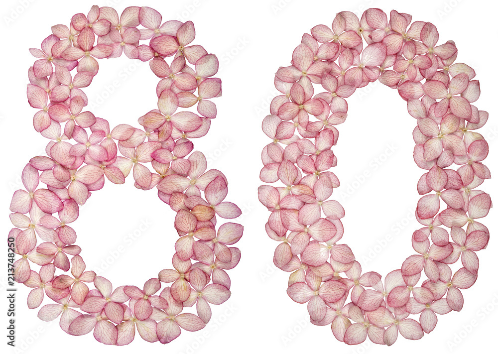 Arabic numeral 80, eighty, from flowers of hydrangea, isolated on white ...