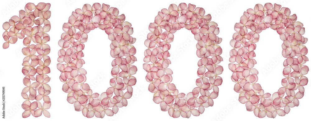 Arabic numeral 1000, one thousand, from flowers of hydrangea, isolated ... Arabic numeral 1000, one thousand, from flowers of hydrangea, isolated ...