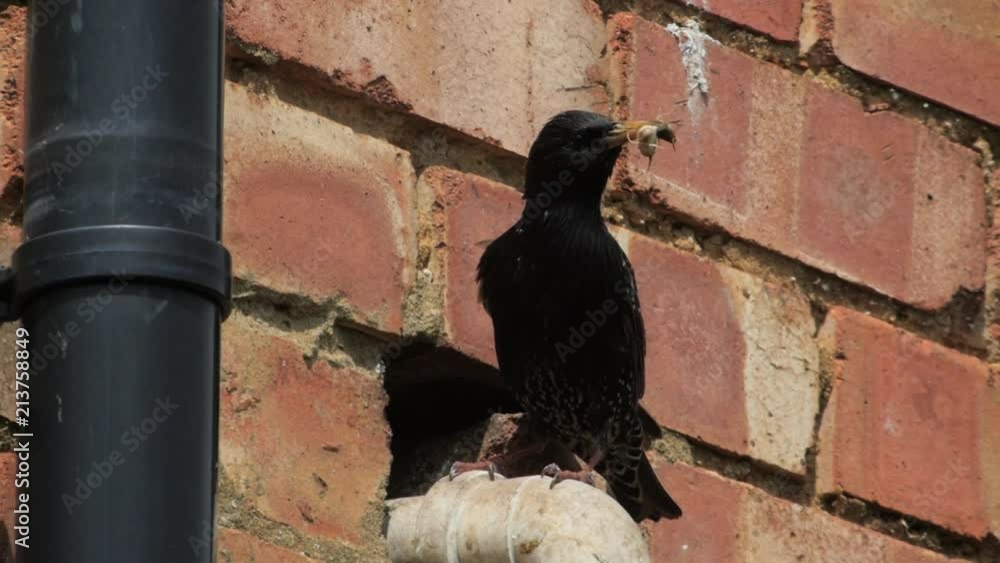 A starling lands on a white plastic drain pipe by a red brick wall ...