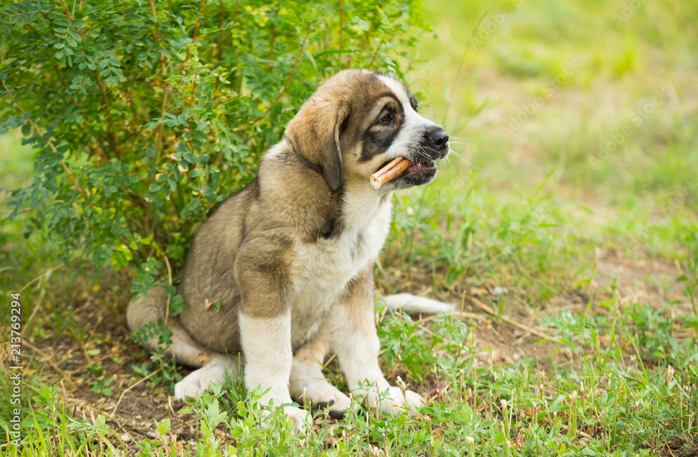 What Is The Breed Of Spanish Mastiff