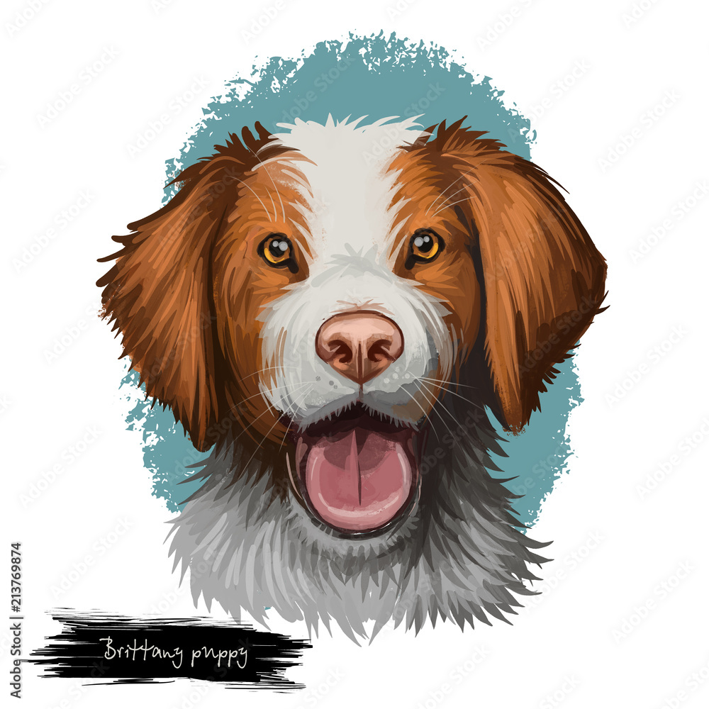 Brittany puppy dog breed isolated on white digital art illustration ...