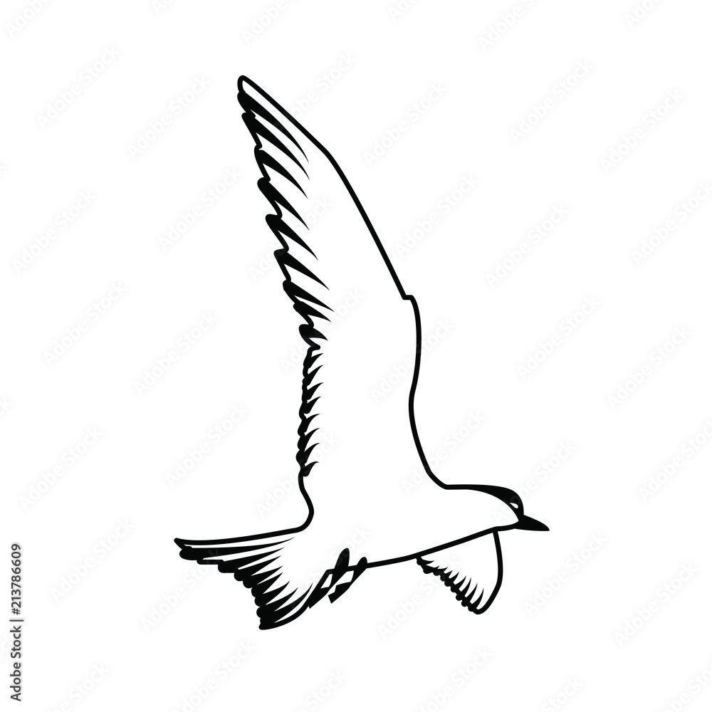 Seagull Head Drawing