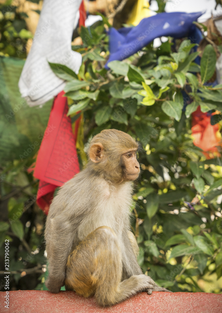 Monkey and prayer flags from Swayambunath temple in Kathmandu Stock ...