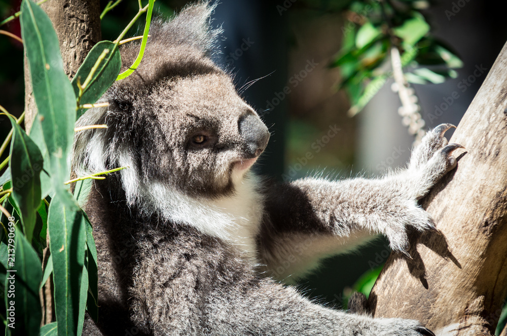 Koala in a eucalyptus tree in the Yarra Valley in Australia Stock Photo ...