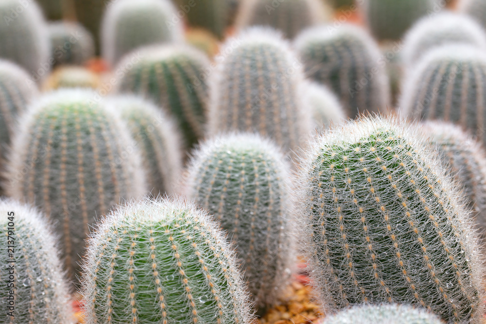 Cactus is the succulent plant with many different shapes, colors ...