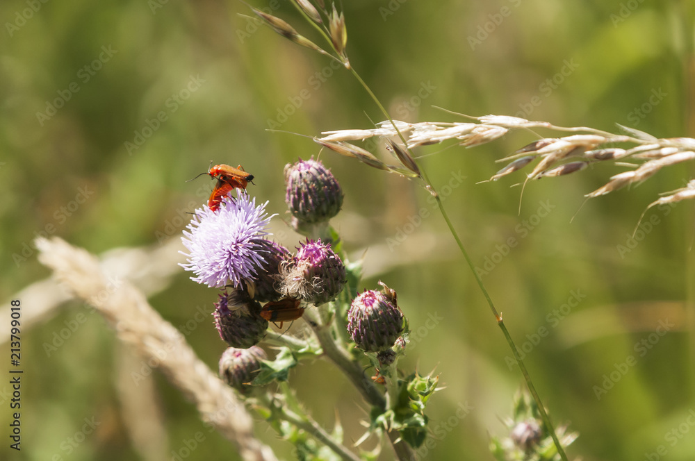 Red Soldier Beetles. The Common red soldier beetle, Rhagonycha fulva ...