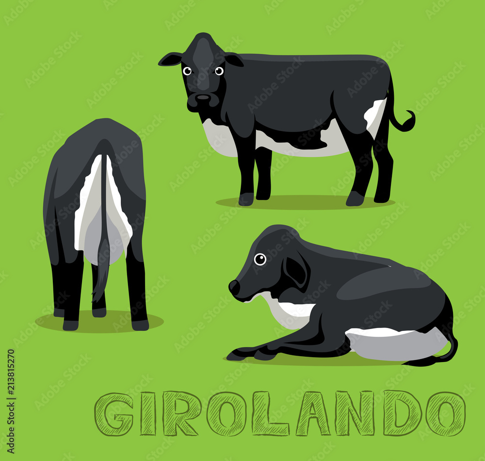 Girolando Cattle