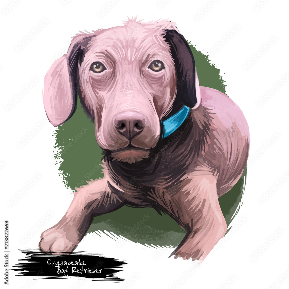 Chesapeake bay retriever dog breed CBR Chessie originated in USA ...