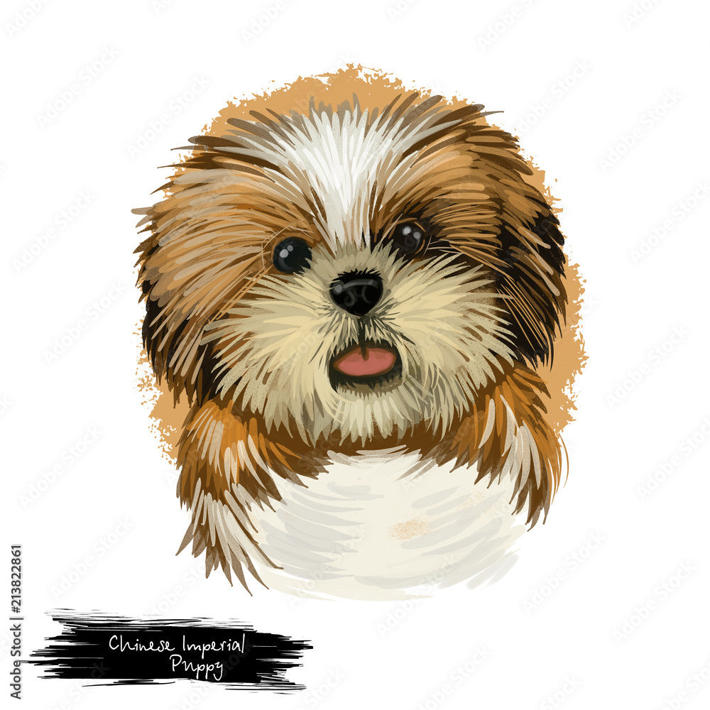 Shih Tzu Puppies Princess Type