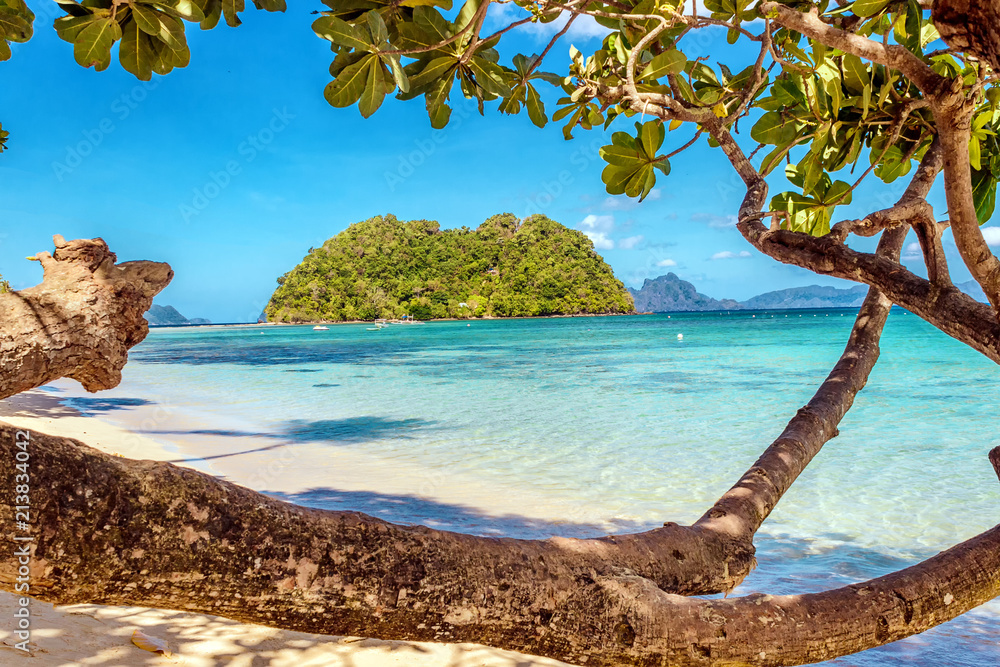 Ficus tree with blue sky background on a sandy beach in the Philippines ...