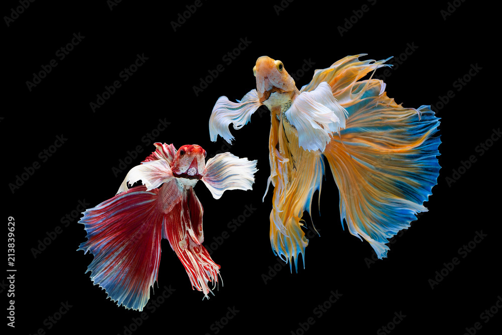 The moving moment beautiful of yellow and red siamese betta fish or ...